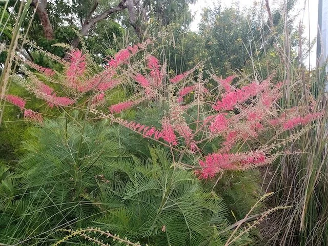 Grevillea dryandri (Dryandri) — Territory Native Plants