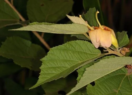 Helicteres isora (Screw Tree) — Territory Native Plants