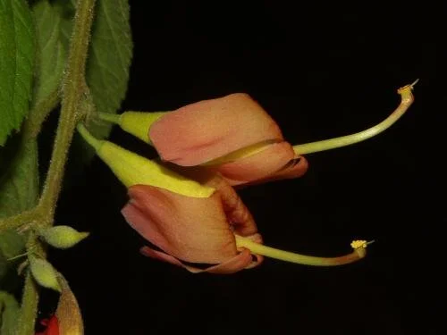 Helicteres isora (Screw Tree) — Territory Native Plants