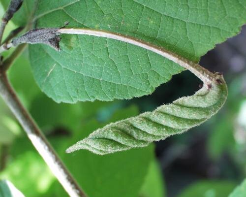 Helicteres isora (Screw Tree) — Territory Native Plants