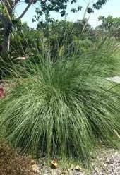 Darwin and NT Native Plants — Territory Native Plants