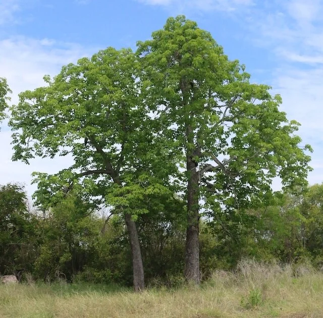 Bombax ceiba (Kapok Tree) — Territory Native Plants
