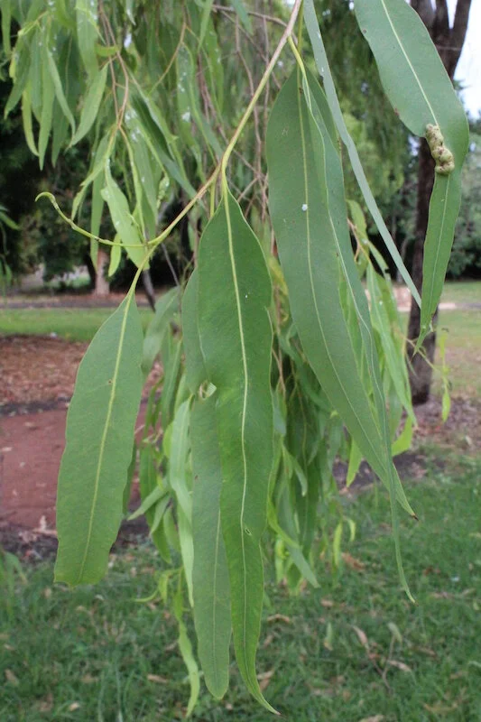 Corymbia polycarpa (Long-fruited Bloodwood) — Territory Native Plants