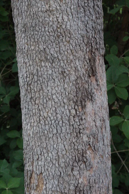 Corymbia polycarpa (Long-fruited Bloodwood) — Territory Native Plants