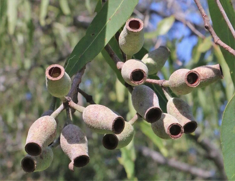 Corymbia polycarpa (Long-fruited Bloodwood) — Territory Native Plants