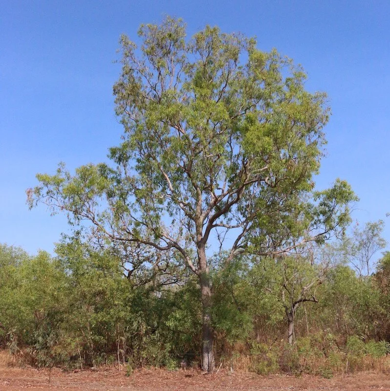 Corymbia polycarpa (Long-fruited Bloodwood) — Territory Native Plants