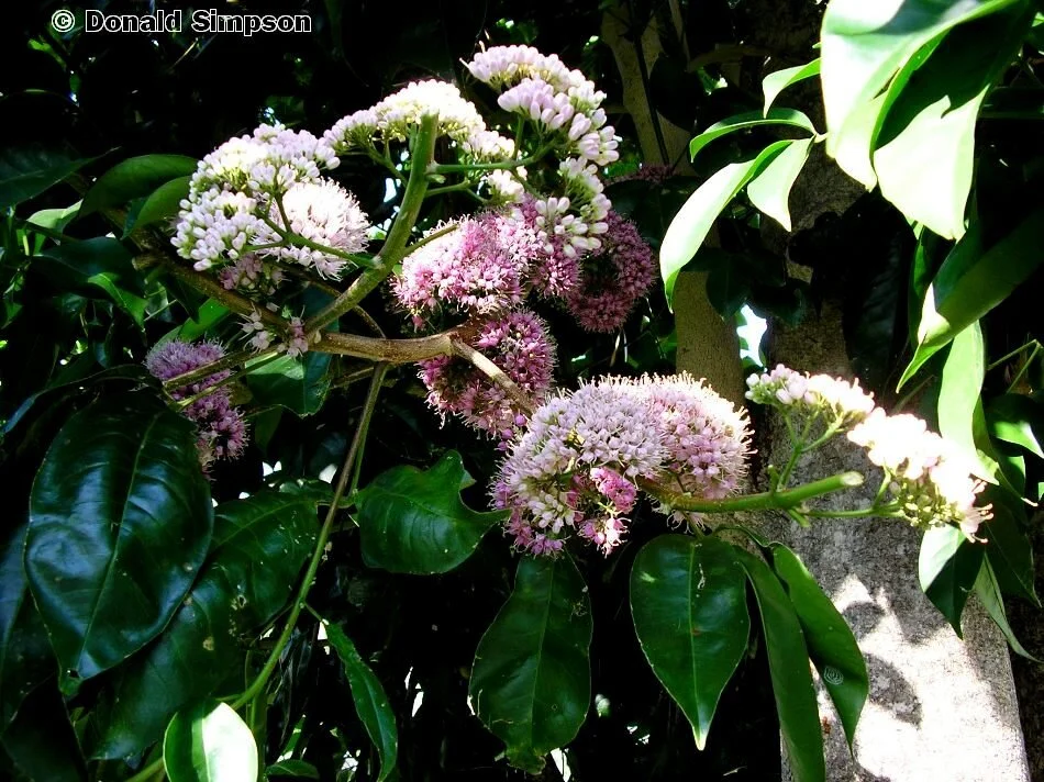 Melicope elleryana (Pink Euodia) — Territory Native Plants