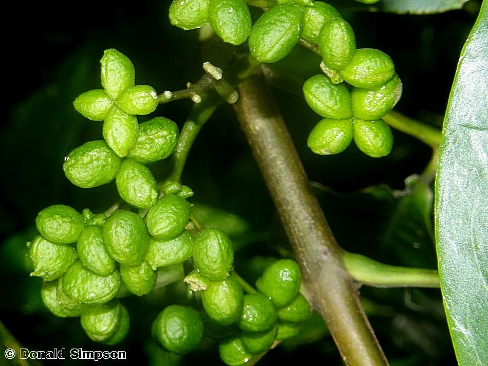 Melicope elleryana (Pink Euodia) — Territory Native Plants