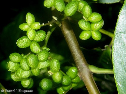 Melicope elleryana (Pink Euodia) — Territory Native Plants