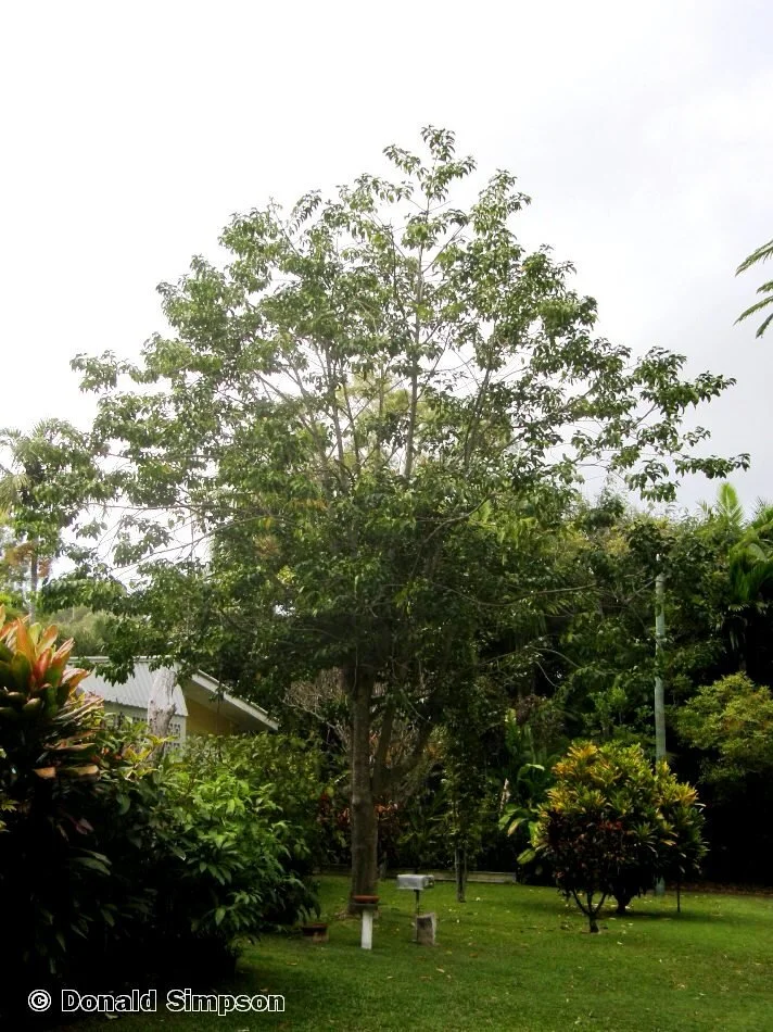 Melicope elleryana (Pink Euodia) — Territory Native Plants