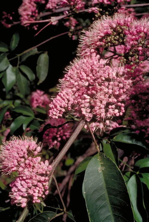 Melicope elleryana (Pink Euodia) — Territory Native Plants