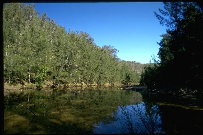 Casuarina cunninghamiana (River She-Oak) — Territory Native Plants