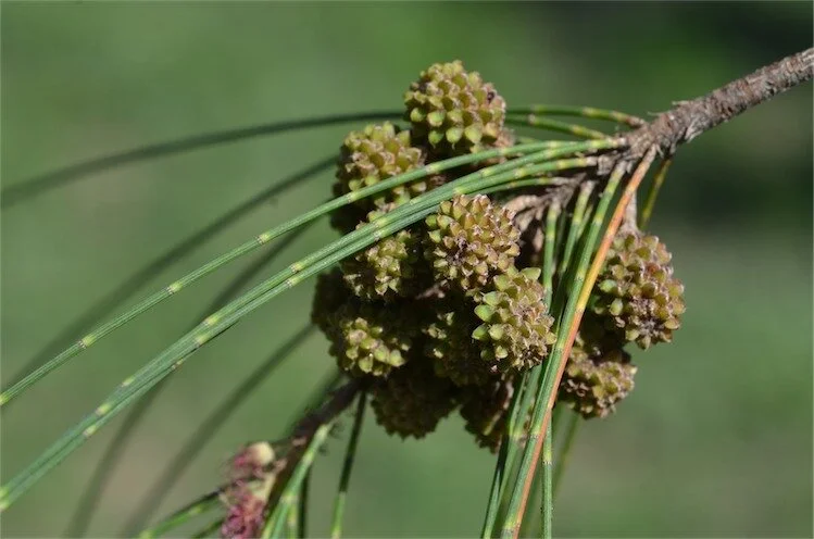Casuarina cunninghamiana (River She-Oak) — Territory Native Plants