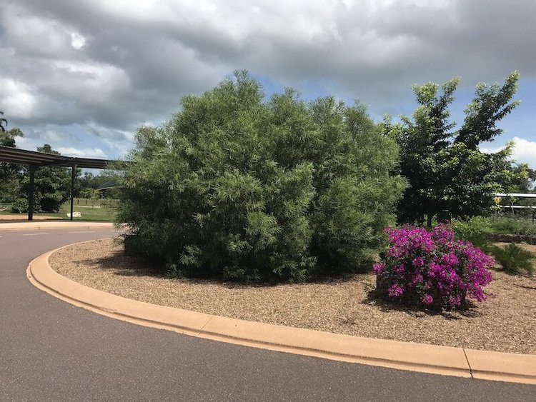 Acacia simsii (Sims’ wattle) — Territory Native Plants