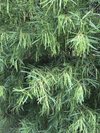Acacia simsii (Sims’ wattle) — Territory Native Plants