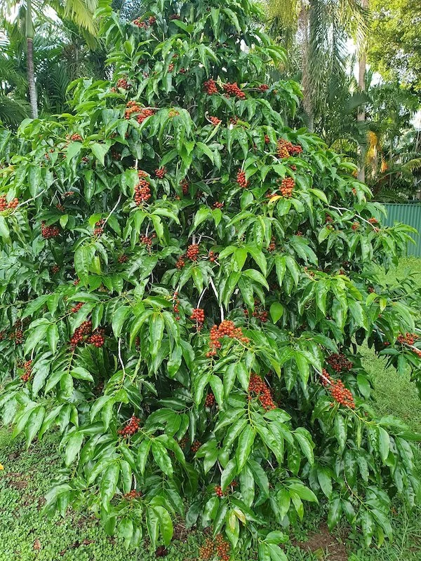 Aidia racemosa (Archer Cherry) — Territory Native Plants