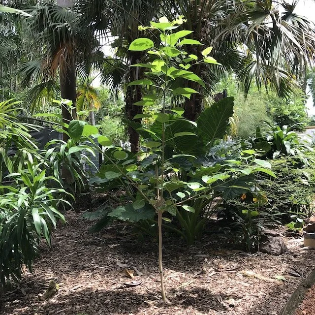 Premna serratifolia (Creek Premna) — Territory Native Plants