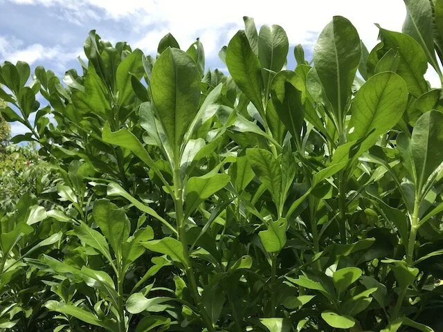 Scaevola taccada (Coastal Succulent) — Territory Native Plants