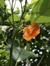 Cordia subcordata (Sea Trumpet) — Territory Native Plants