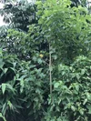 Cordia subcordata (Sea Trumpet) — Territory Native Plants