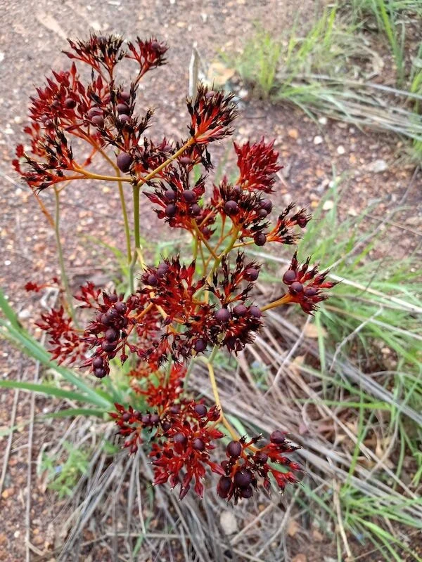 Haemodorum coccineum (Scarlet-flowered Bloodroot) — Territory Native Plants