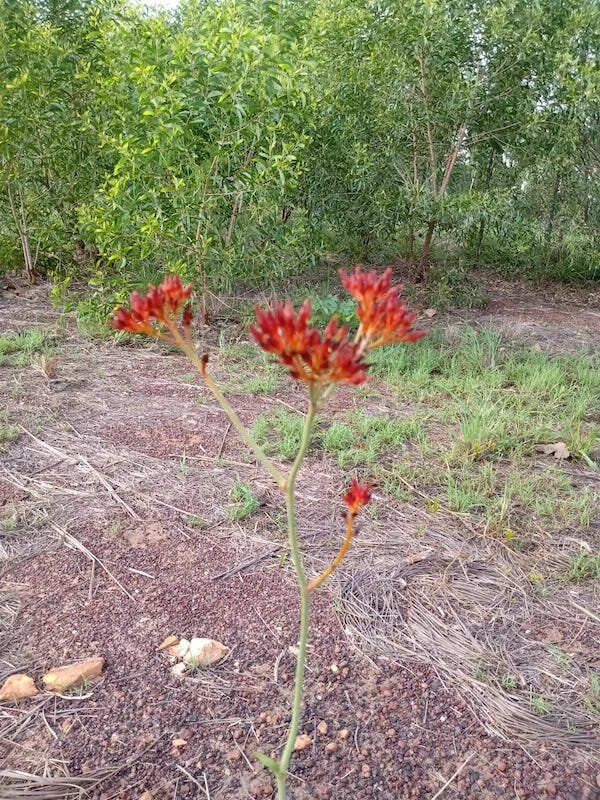 Haemodorum coccineum (Scarlet-flowered Bloodroot) — Territory Native Plants