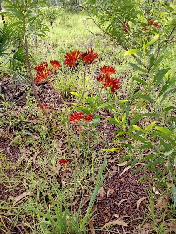 Haemodorum coccineum (Scarlet-flowered Bloodroot) — Territory Native Plants