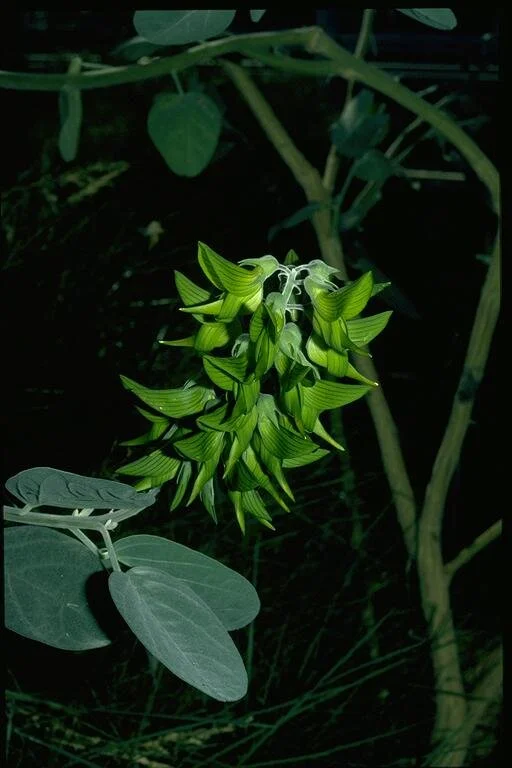 Crotalaria cunninghamii (Bird Flower/Parrot Pea) — Territory Native Plants