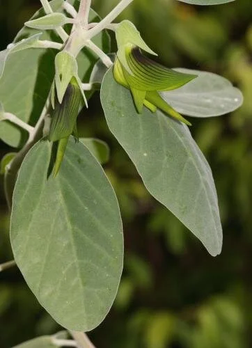 Crotalaria cunninghamii (Bird Flower/Parrot Pea) — Territory Native Plants