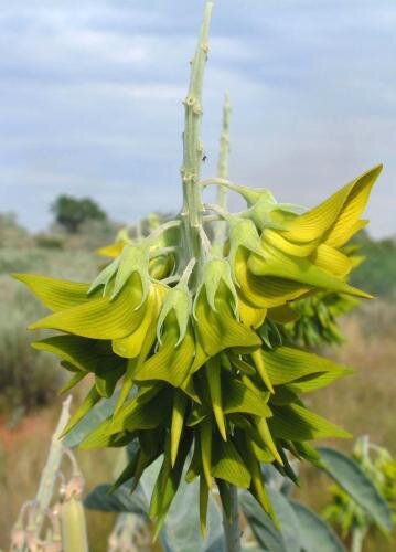Crotalaria cunninghamii (Bird Flower/Parrot Pea) — Territory Native Plants
