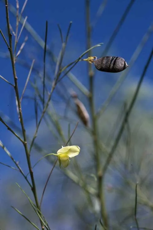 Templetonia hookeri (Woomera Tree) — Territory Native Plants