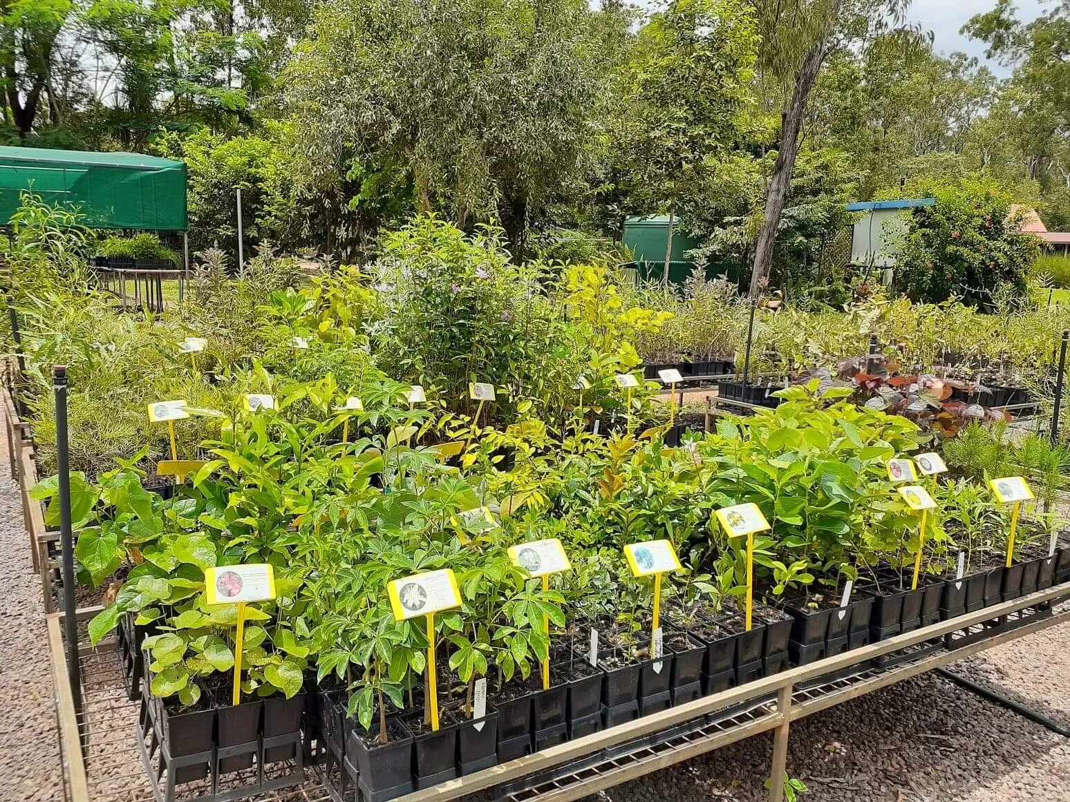 Darwin and NT Native Plants — Territory Native Plants