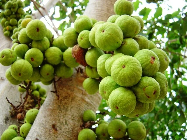 Ficus racemosa (Cluster Fig) — Territory Native Plants