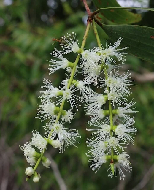 Melaleuca dealbata (Blue Paperbark) — Territory Native Plants