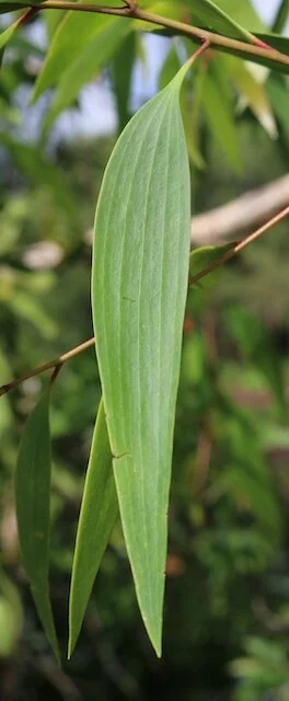 Melaleuca dealbata (Blue Paperbark) — Territory Native Plants
