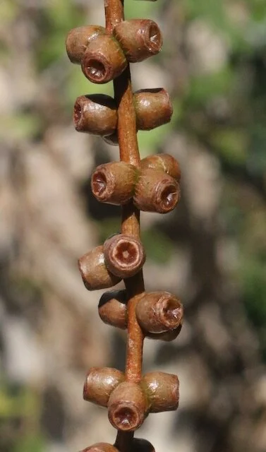 Melaleuca dealbata (Blue Paperbark) — Territory Native Plants