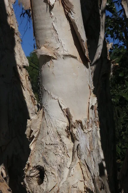 Melaleuca dealbata (Blue Paperbark) — Territory Native Plants