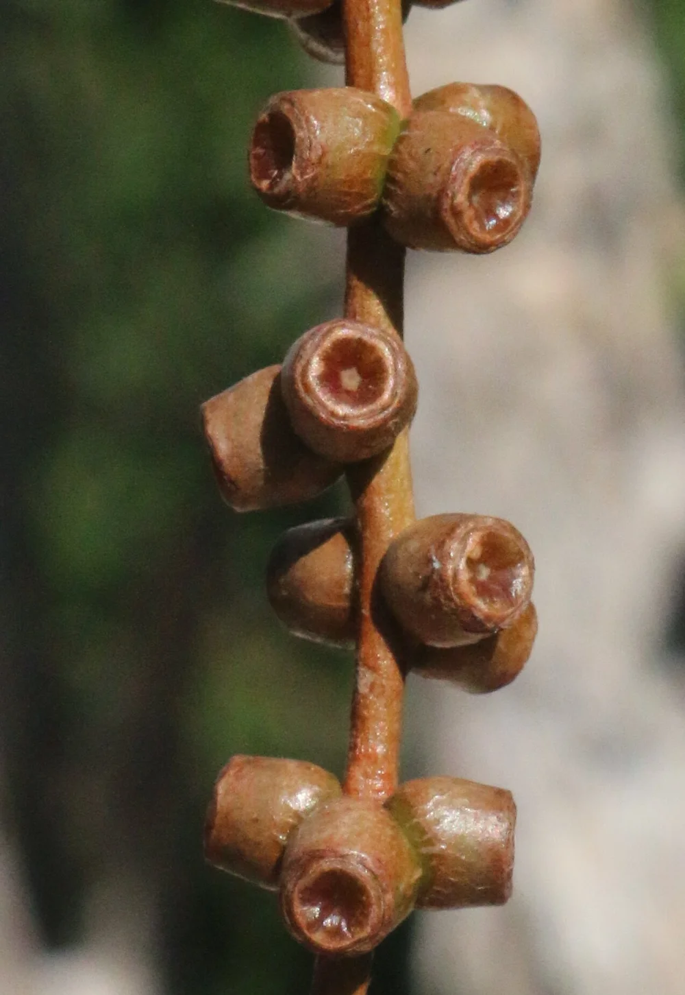 Melaleuca dealbata (Blue Paperbark) — Territory Native Plants