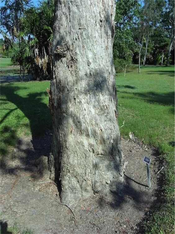 Melaleuca dealbata (Blue Paperbark) — Territory Native Plants