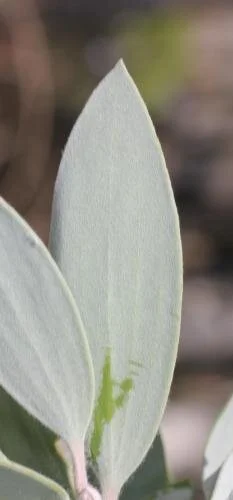 Melaleuca dealbata (Blue Paperbark) — Territory Native Plants