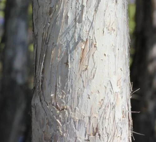 Melaleuca dealbata (Blue Paperbark) — Territory Native Plants
