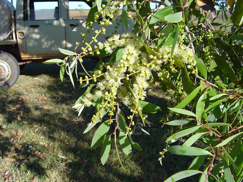 Melaleuca dealbata (Blue Paperbark) — Territory Native Plants