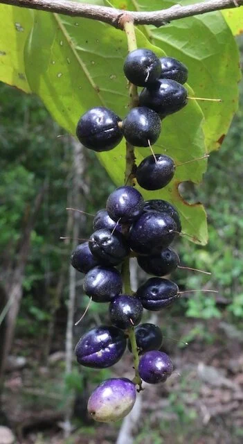 Helicia australasica (Creek Silky Oak) — Territory Native Plants