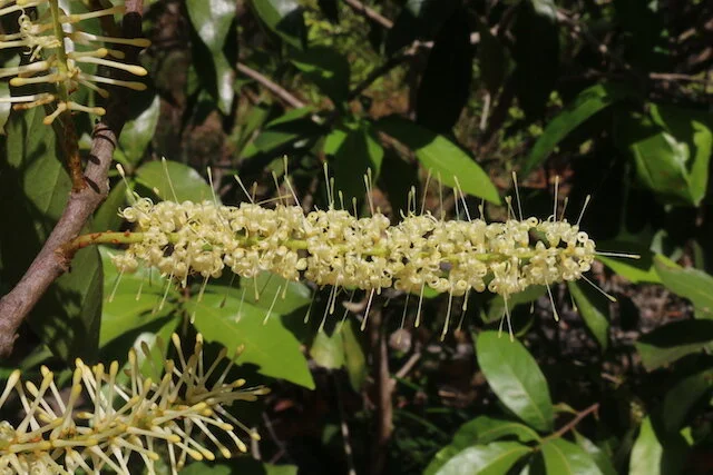 Helicia australasica (Creek Silky Oak) — Territory Native Plants