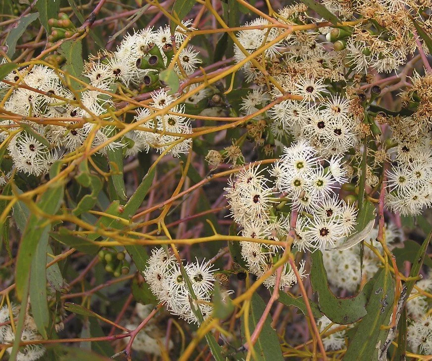 Eucalyptus camaldulensis (River Red Gum) — Territory Native Plants