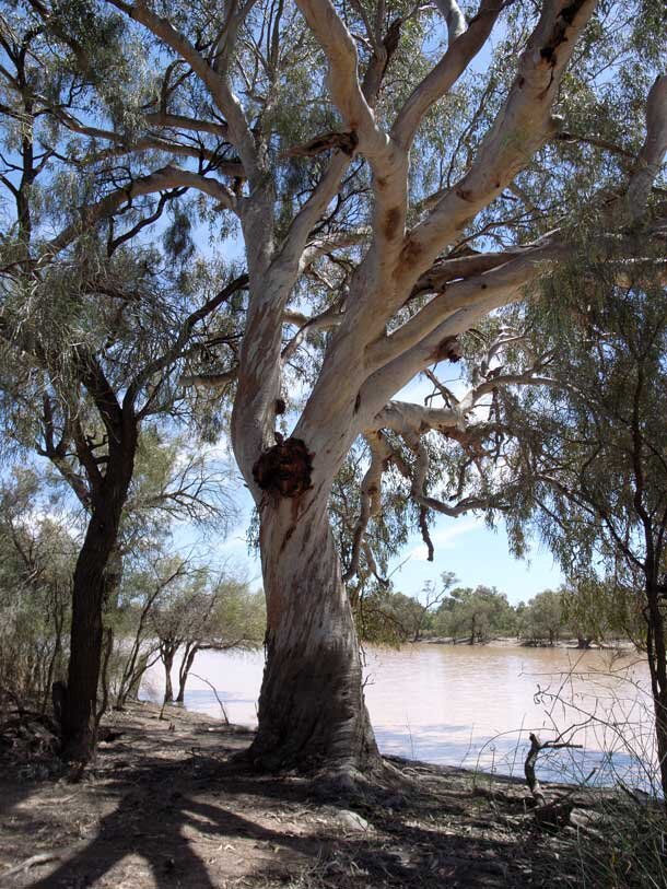 Eucalyptus camaldulensis (River Red Gum) — Territory Native Plants