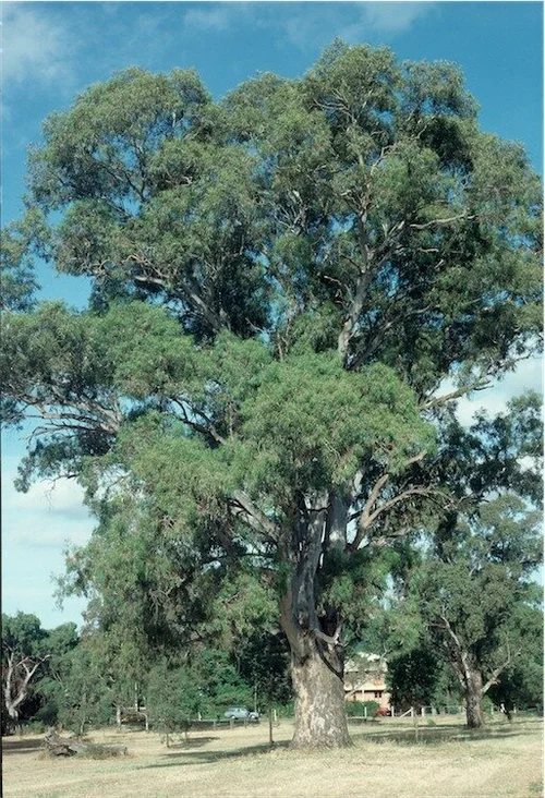 Eucalyptus camaldulensis (River Red Gum) — Territory Native Plants