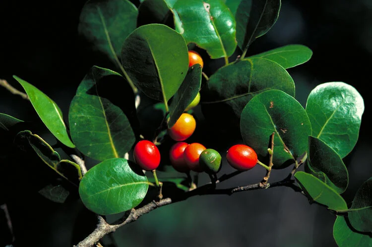Drypetes deplanchei (Yellow Tulipwood) — Territory Native Plants