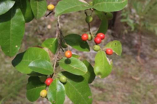 Drypetes deplanchei (Yellow Tulipwood) — Territory Native Plants