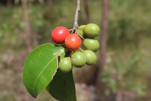 Drypetes deplanchei (Yellow Tulipwood) — Territory Native Plants